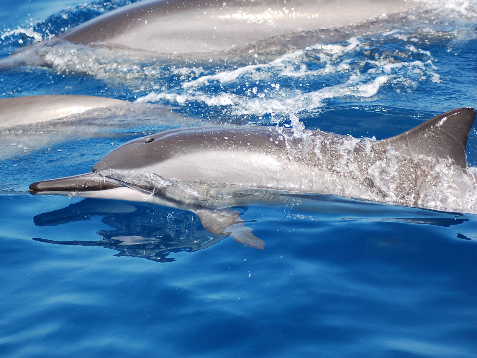 Dolfijnen - Roelien de Lange